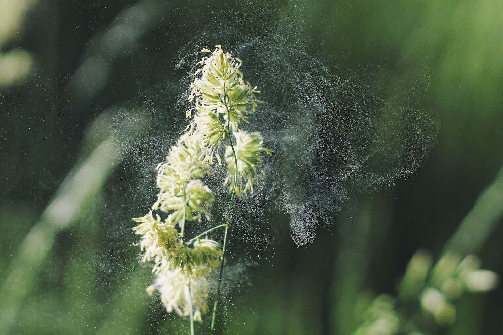 Pollen Bomb: How Gut Health Can Fight Hay Fever - Midlands TV