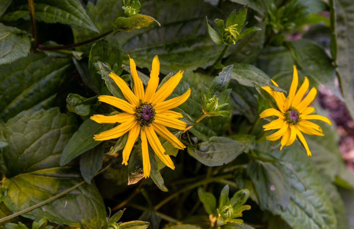 Top tips for balcony gardeners to create Best in Show outdoor spaces ...